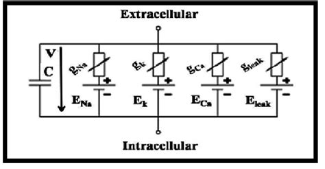 An Equivalent Electrical Circuit For The Neuron 1 Download