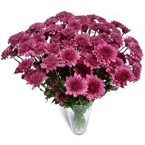Chrysanthemum Bouquet Price At Vaughn Josephs Blog