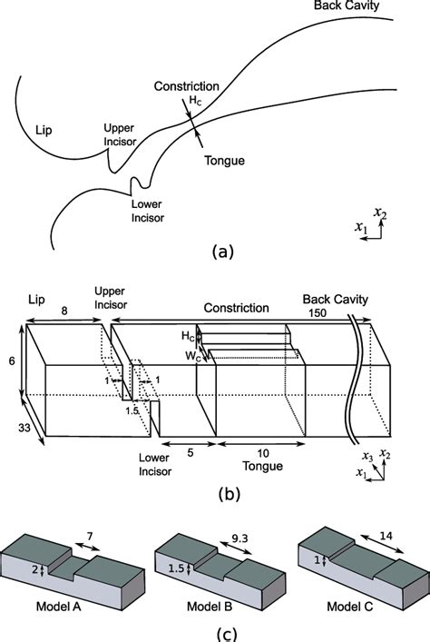Color Online Simplified Vocal Tract Model The Mid Sagittal Plane Of Download Scientific