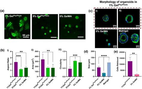 Ultra Low Content Physio Chemically Crosslinked Gelatin Hydrogel Improves Encapsulated 3d Cell