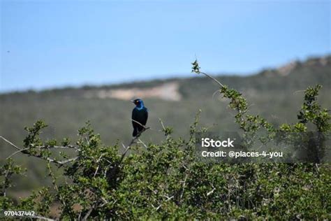 아름 다운 화려한 새가 남아 프리 카 공화국에서 아도 코끼리 공원에서 나무 가지에 앉아 0명에 대한 스톡 사진 및 기타 이미지 0명 깃털 나무 Istock