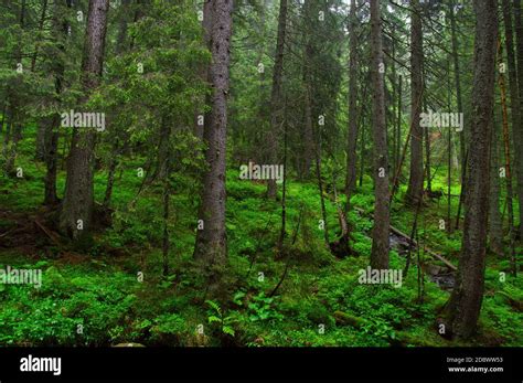 Trees In Forest And Fog Stock Photo Alamy