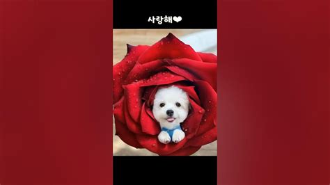 수줍게 고백하는 귀여운 강아지 귀여운강아지 Ai Trend Youtube