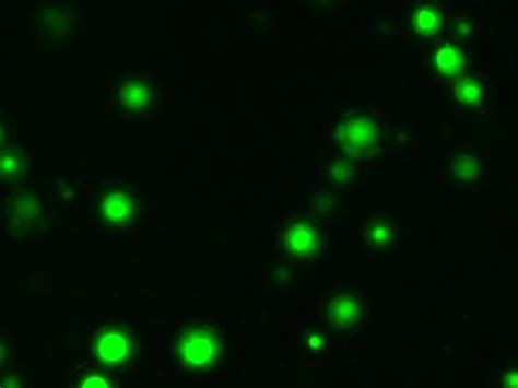 Imaging Of Gfp Transfected Protoplast Sievewell™