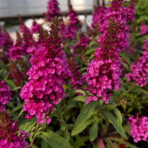 Buzz™ Hot Raspberry Buddleia Plants For Sale Butterfly Bush Growjoy