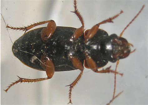 Orange Legs Black Beetle Harpalus Herbivagus Bugguidenet