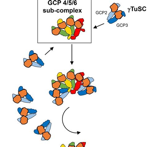 Structure Function Of The Gcp6 Specific N Terminal Extension A Download Scientific Diagram