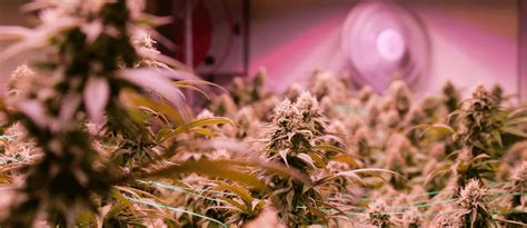Full Led For Cannabis