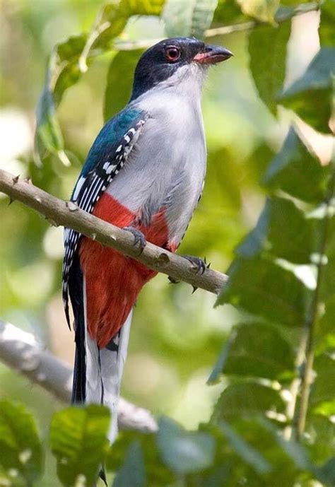 Tocororo National Bird Of Cuba Beautiful Birds Wild Birds
