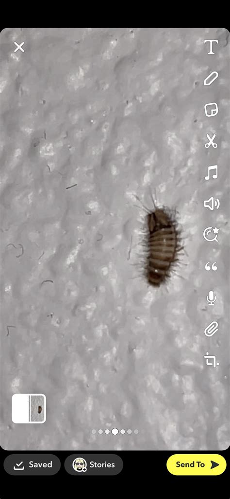102 Best R Bugsarefuckingstupid Images On Pholder What Bug Is This