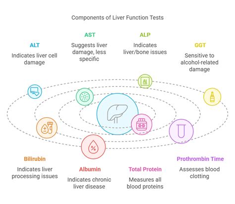 Understanding Liver Function Tests Lfts And Abnormal Results Healthcareontime