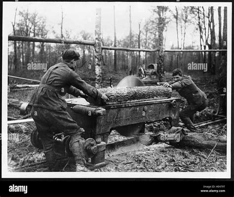 The Image Shows A Historic Moment In The Logging Industry Depicting The Cutting Of The First