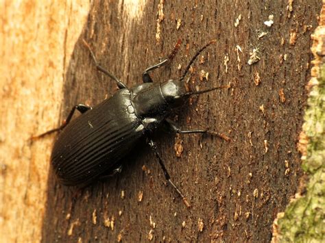 Darkling Beetles Identification And Habitat Guide