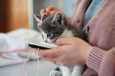 Reading Microchip On Newly Adopted Kitten Reading Microchip On Newly