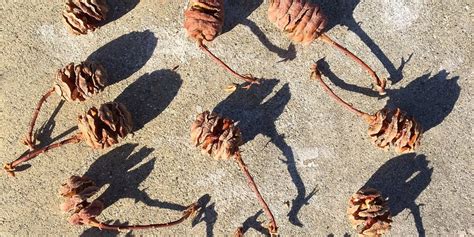 Polyhedral Cones X Trees