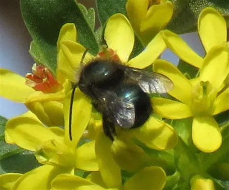 Blue Orchard Bees Identification And Facts