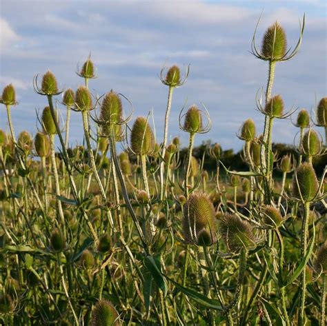 Dipsacus Fullonum Teasel Leadán Úcaire True Harvest Seeds Shop