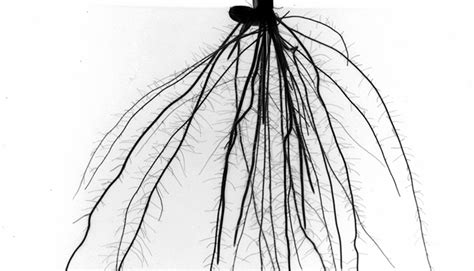 How Weedy Rice Evolves Cheater Roots To Take Over Futurity