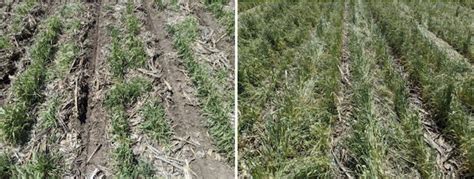 Comparing The Tradeoffs Of Cover Crop Termination Methods