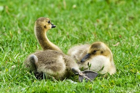 Standing Guard Goslings Elizabeth Park Trenton Michigan T Flickr
