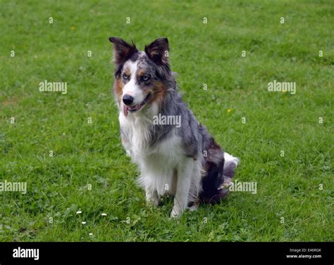 Tricolor Blue Merle Border Collie