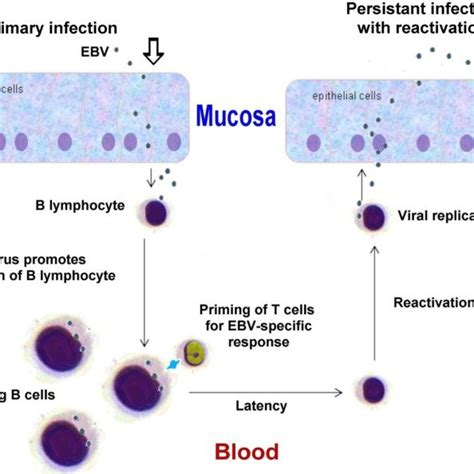 Schematic Diagram Of Ebv Replication Cycle As An Example Of A Typical Download Scientific