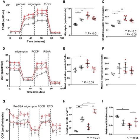 Mitochondrial Stat3 Driven Cpt1a Mediated Fao Via Usp50 A Cpt1a Download Scientific Diagram