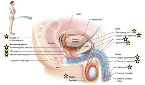 Flop Aandp Ii Final Exam Exercise 42 Anatomy Of The Reproductive