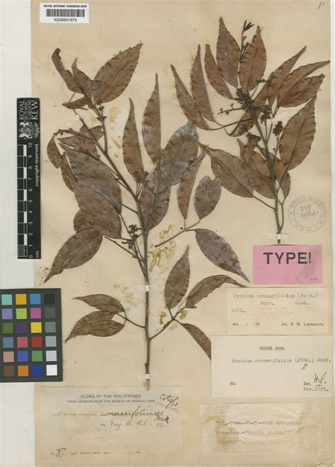 Protium Connarifolium Gperkins Merr Plants Of The World Online