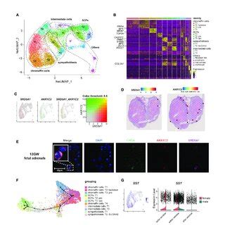 Global Patterns Of Single Cell Expression Profiles Of Fetal Adrenal
