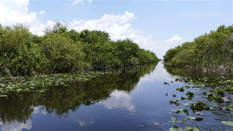 Pantanos Y Manglares Del Parque Nacional De Everglades Florida Estados