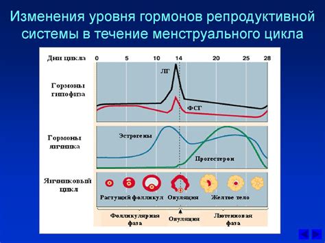 Гормоны надпочечников и половых желёз Online Presentation