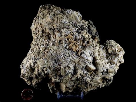 Xl 75 Quality Crinoid Stems Echinoderm Fossil Plate Matrix Sea Lilly