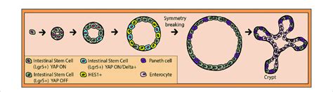 Transition From A Single Intestinal Stem Cell Gray To An Intestinal