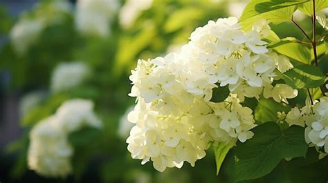 Premium Ai Image Panicled Hydrangea Flowering Plant Hydrangea Paniculata