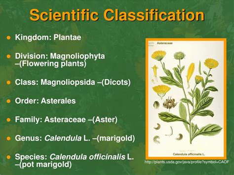 Ppt Calendula Powerpoint Presentation Free Download Id1399393