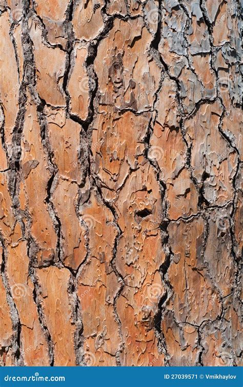 Pine Tree Bark Texture Background Stock Image Image Of Pine Pattern