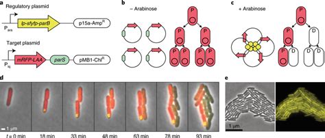 Asymmetric Plasmid Partitioning In E Coli A The App Network Consists Download Scientific