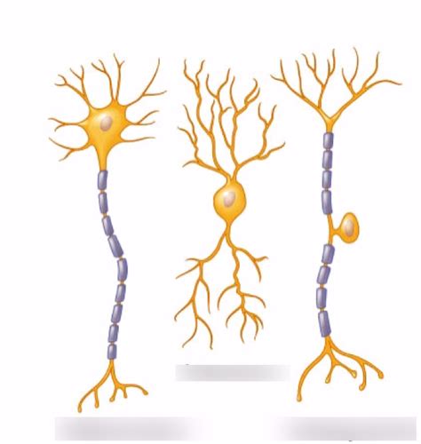 Functional Classes Of Neurons Diagram Quizlet