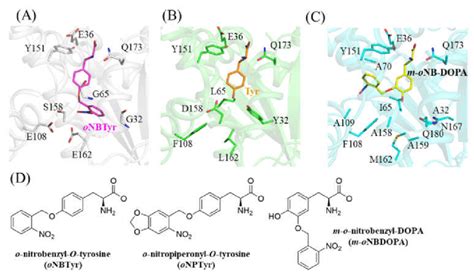 structural comparison of the substrate binding modes of various