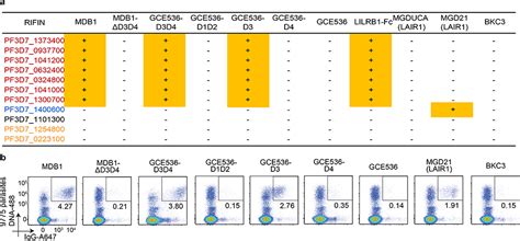 Structural Basis Of Malaria Rifin Binding By Lilrb1 Containing