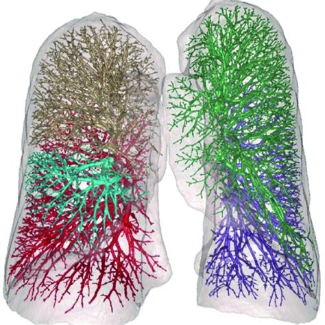 3 Dimensional Reconstruction Of The Vessels Comprising The Total Download Scientific Diagram