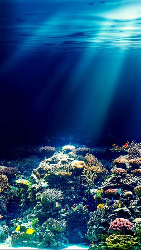Fondo Del Mar Fotografía Del Océano Fondos De Pantalla Naturaleza Y