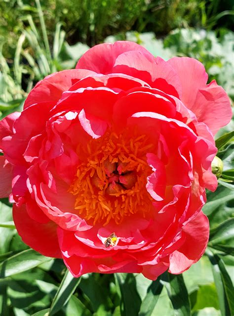 Пионы сорта и виды как выращивать ухаживать и как бороться с заболеваниями пионов
