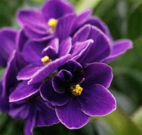 Plantas Con Flores Moradas Para Embellecer Tu Jardín
