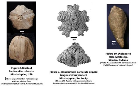 Fossil Record Of Echinoderms Assembling The Echinoderm Tree Of Life