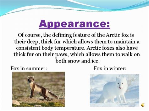 The Arctic Fox By Grace Holly Classification To