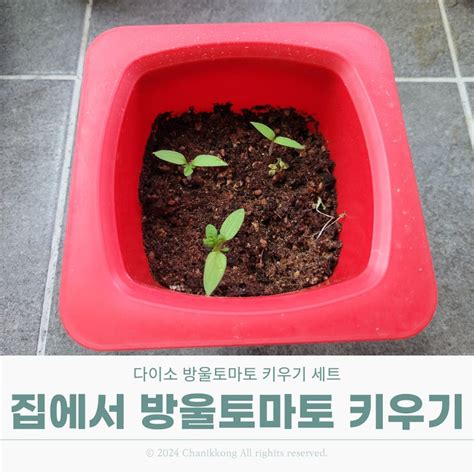 방울토마토 키우기 집에서 씨앗 심기 새싹 물주기 네이버 블로그