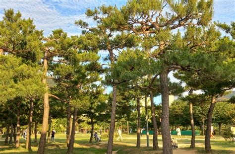 제1회 문경새재배 전국파크골프대회 네이버 블로그 제1회 문경새재배 전국파크골프대회 네이버 블로그