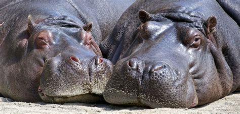 Hippo Fact Sheet Blog Nature Pbs
